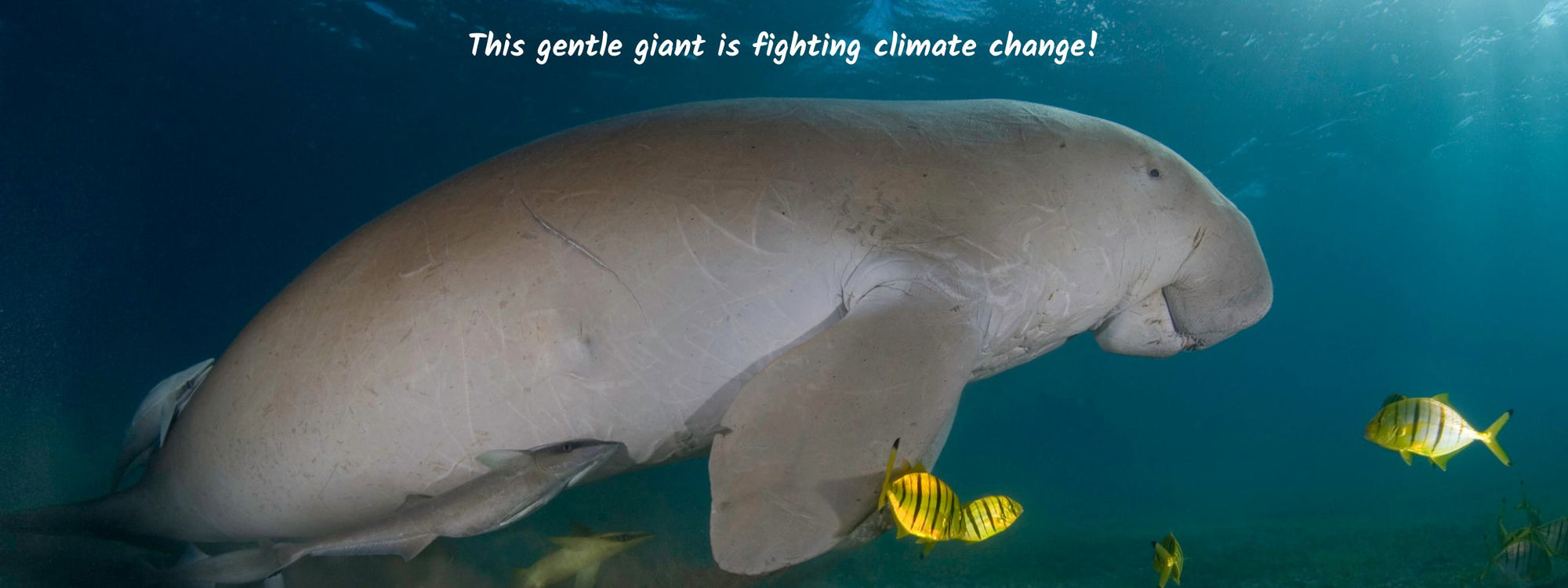 Discover dugongs and why they are important for sooo many good reasons ...